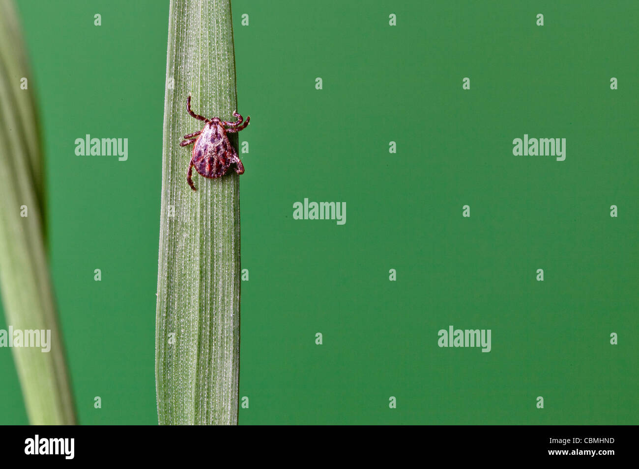 ixodid tick on green grass Stock Photo - Alamy