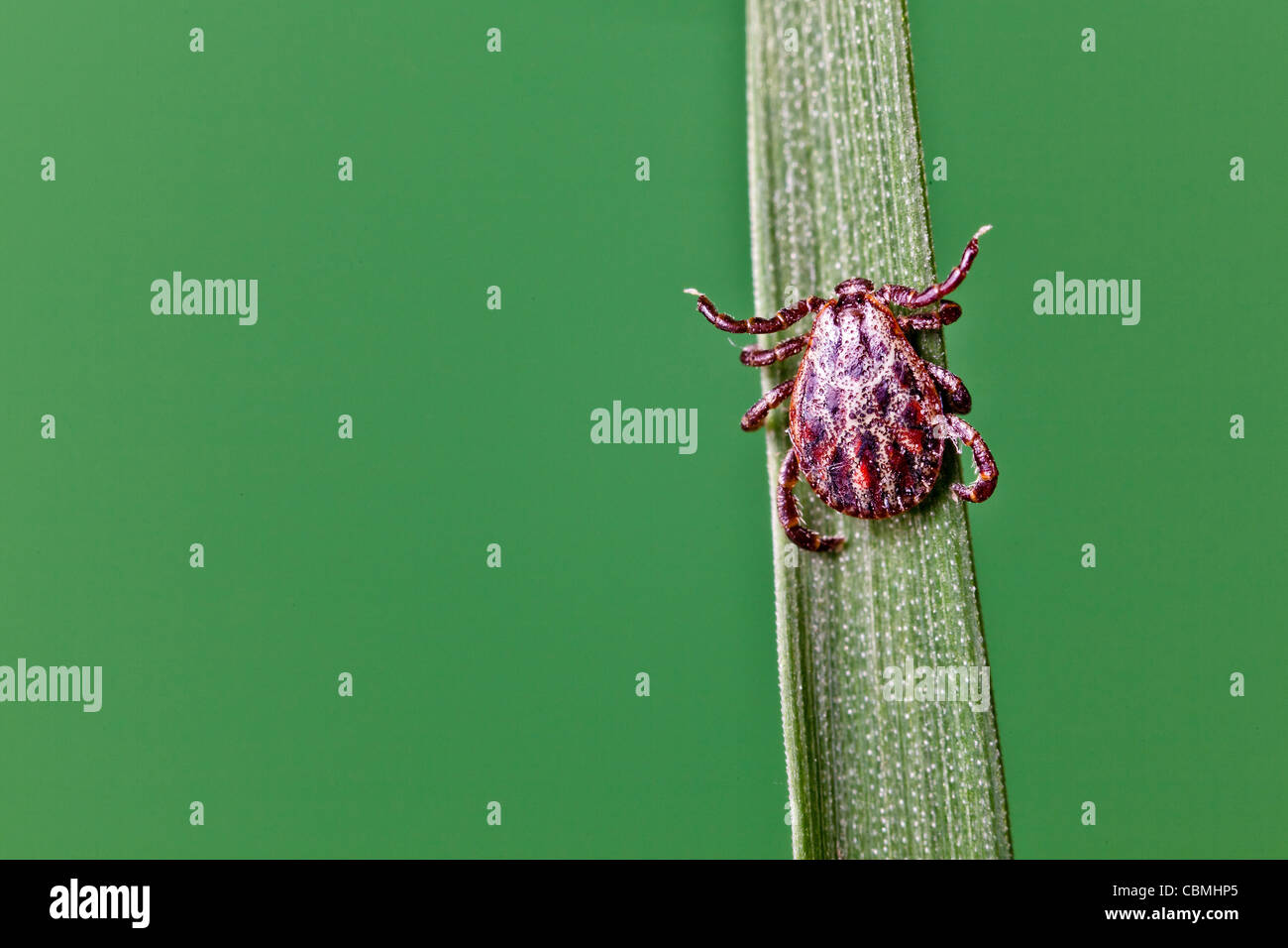 ixodid tick on green grass Stock Photo - Alamy