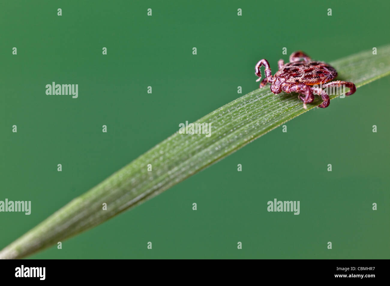 ixodid tick on green grass Stock Photo - Alamy