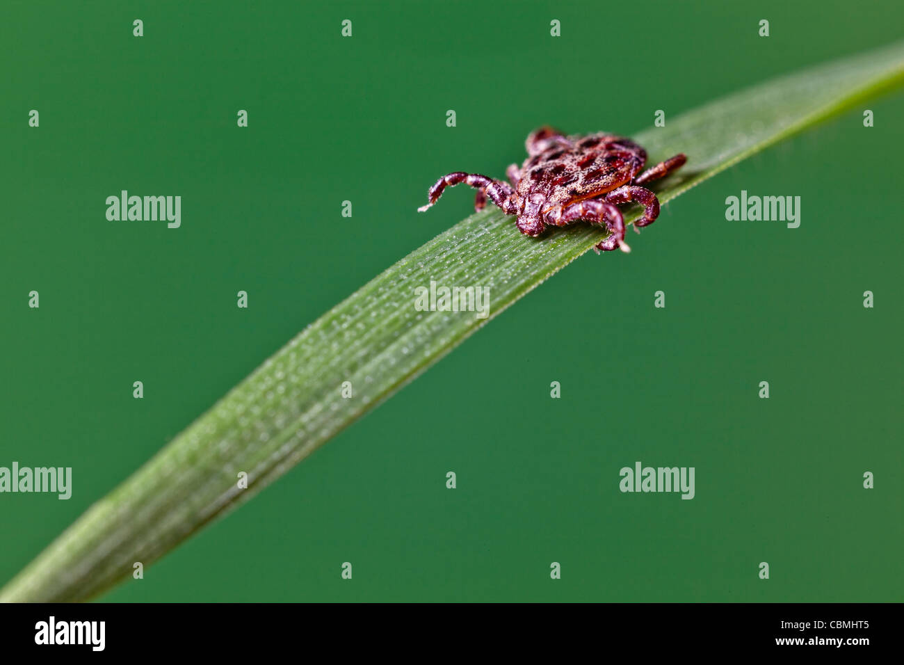 ixodid tick on green grass Stock Photo - Alamy