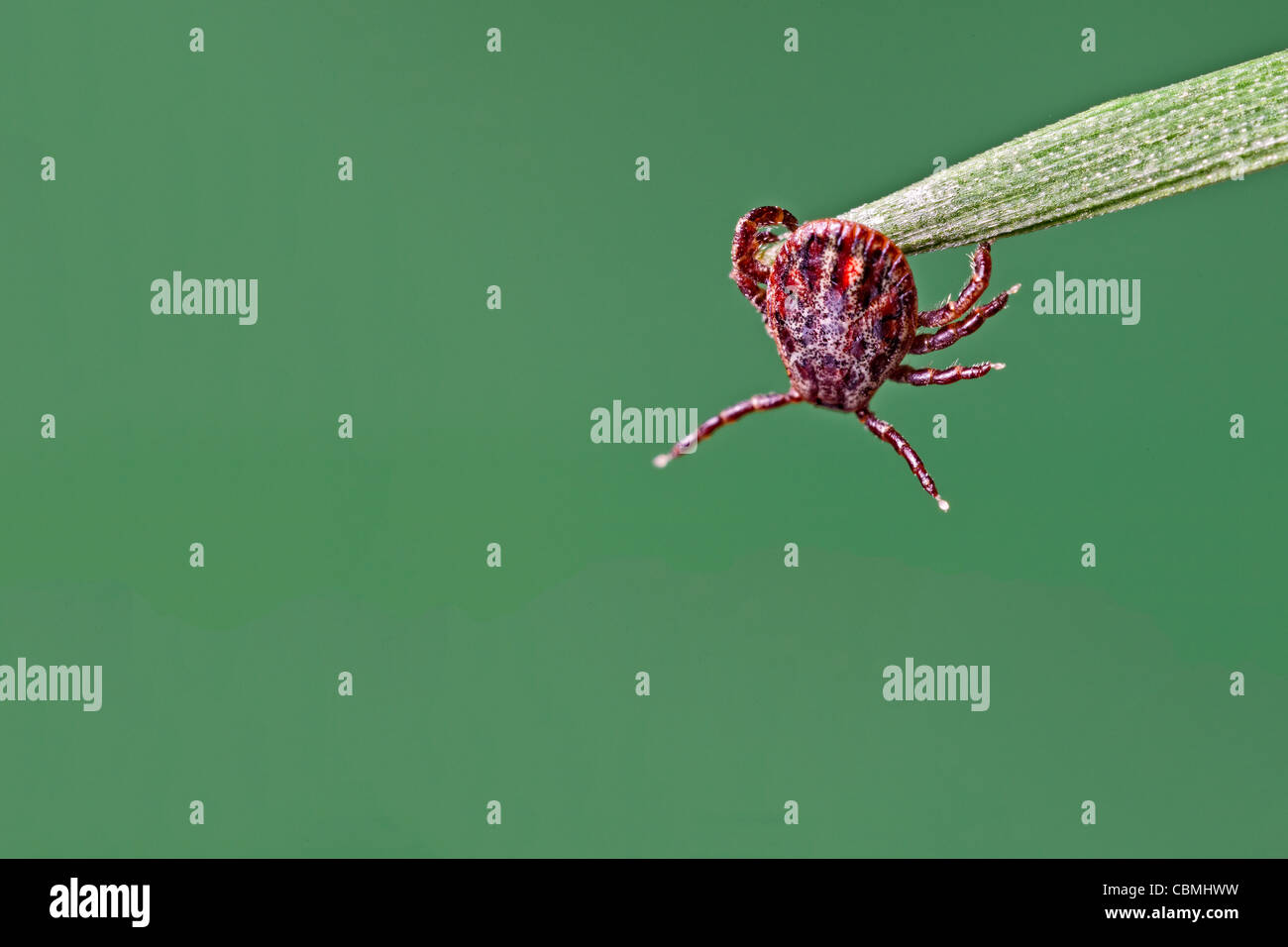 ixodid tick on green grass Stock Photo - Alamy