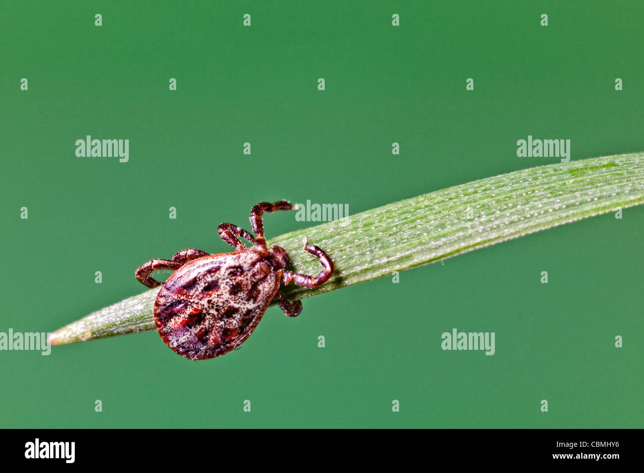 Tick insect hi-res stock photography and images - Alamy
