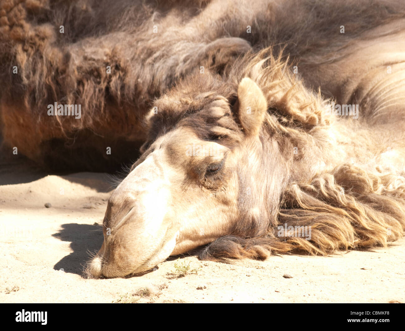 Camel laying down hi-res stock photography and images - Alamy