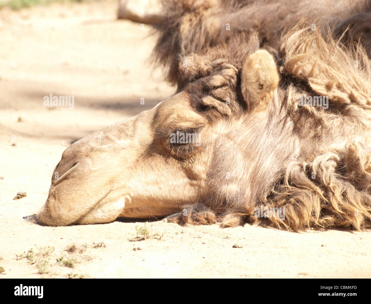 Camel laying down hi-res stock photography and images - Alamy
