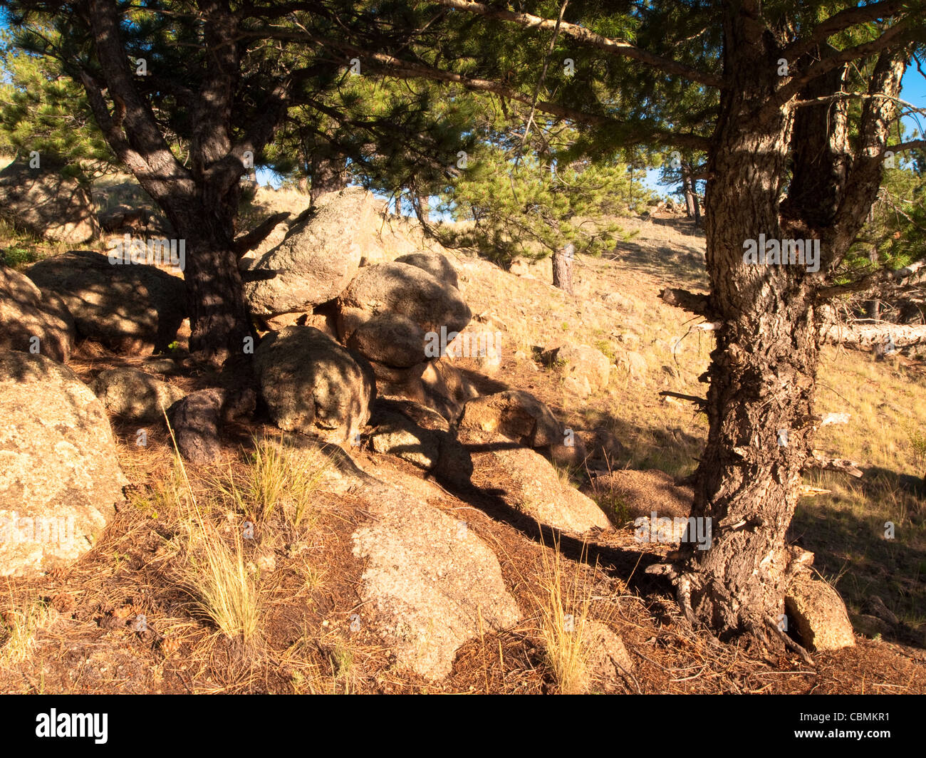 Mountain forest in Colroado Stock Photo - Alamy