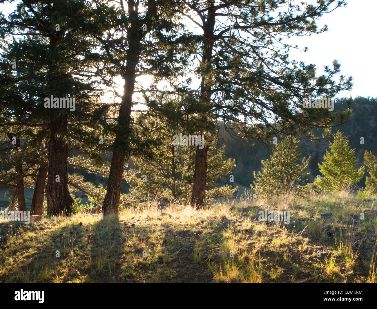 Mountain forest in Colroado Stock Photo - Alamy