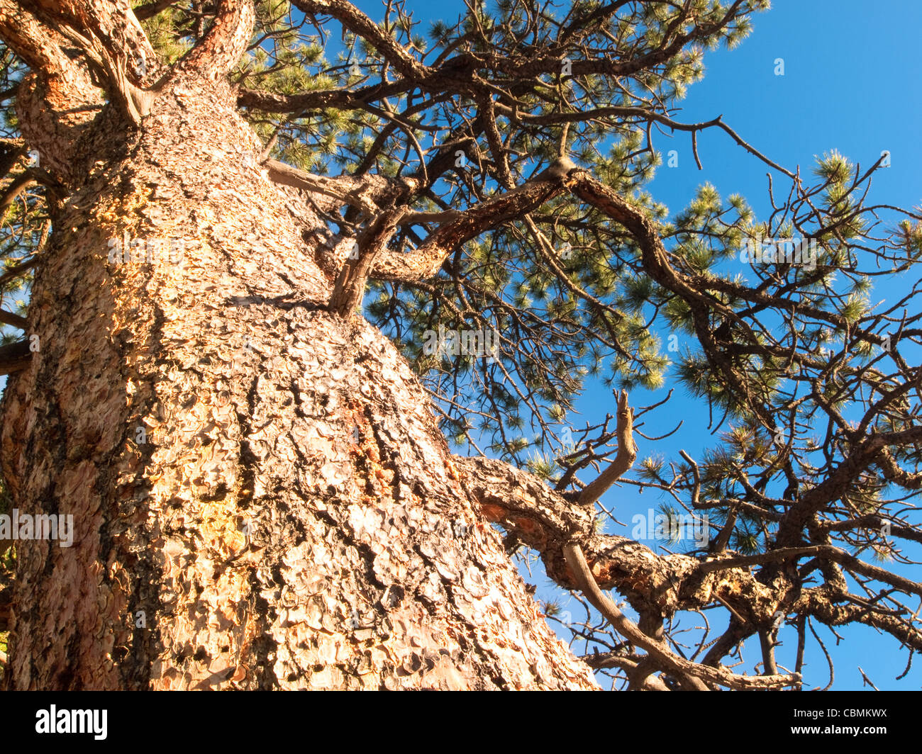 Pine tree against blue sky Stock Photo - Alamy