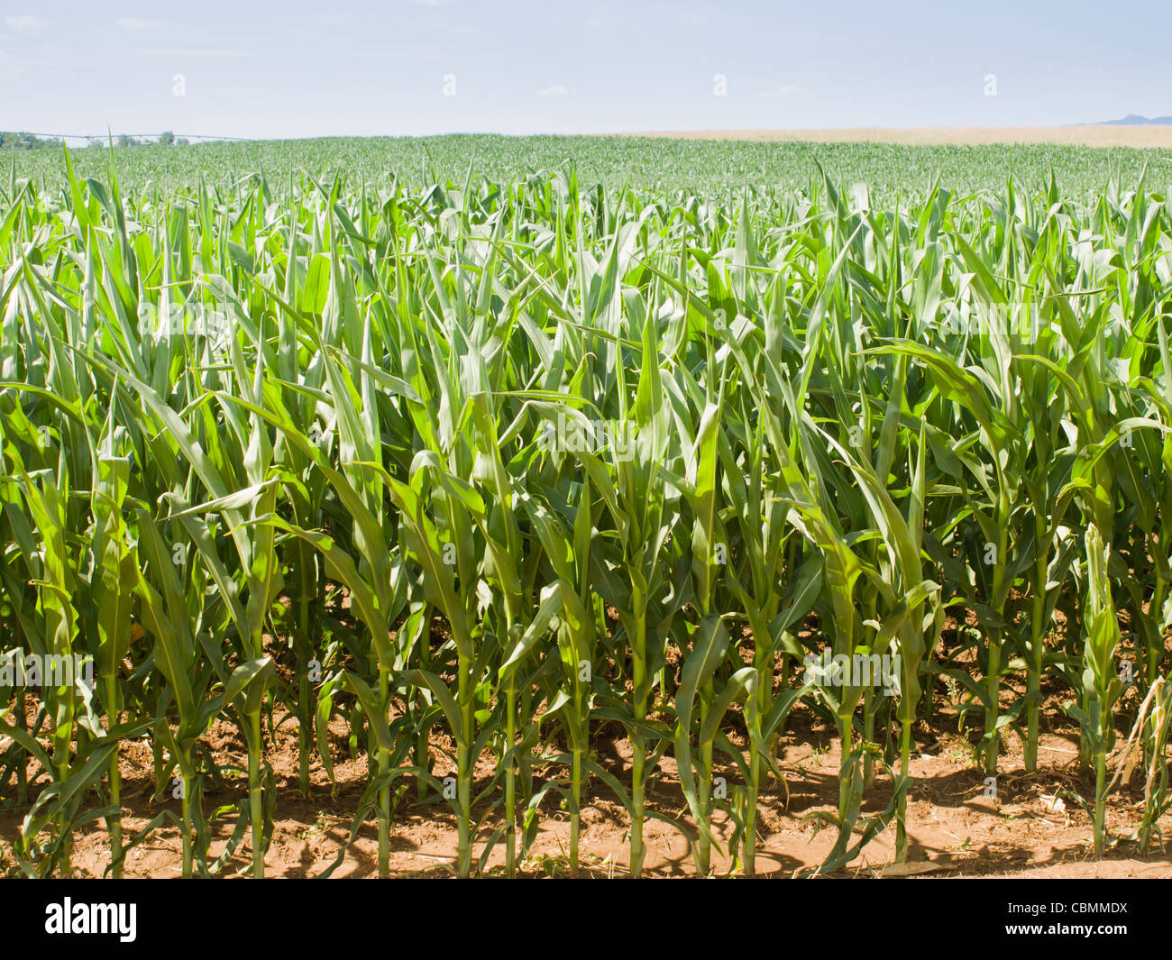Corn on the organic farm Stock Photo - Alamy