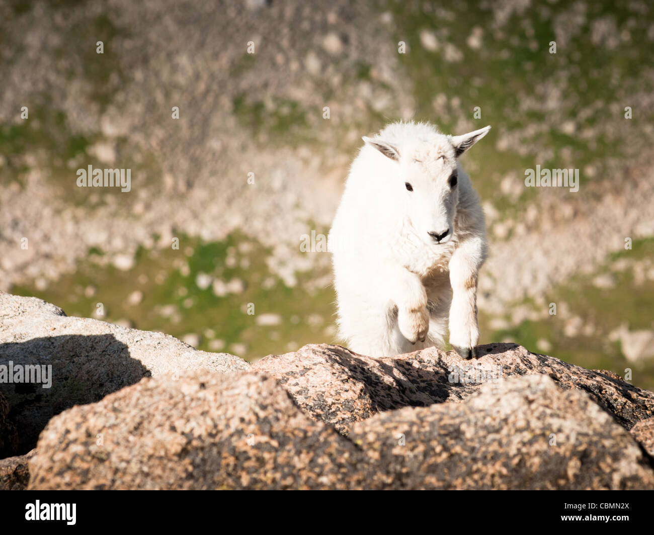 A mountian goat kid climbing the rocks Stock Photo - Alamy