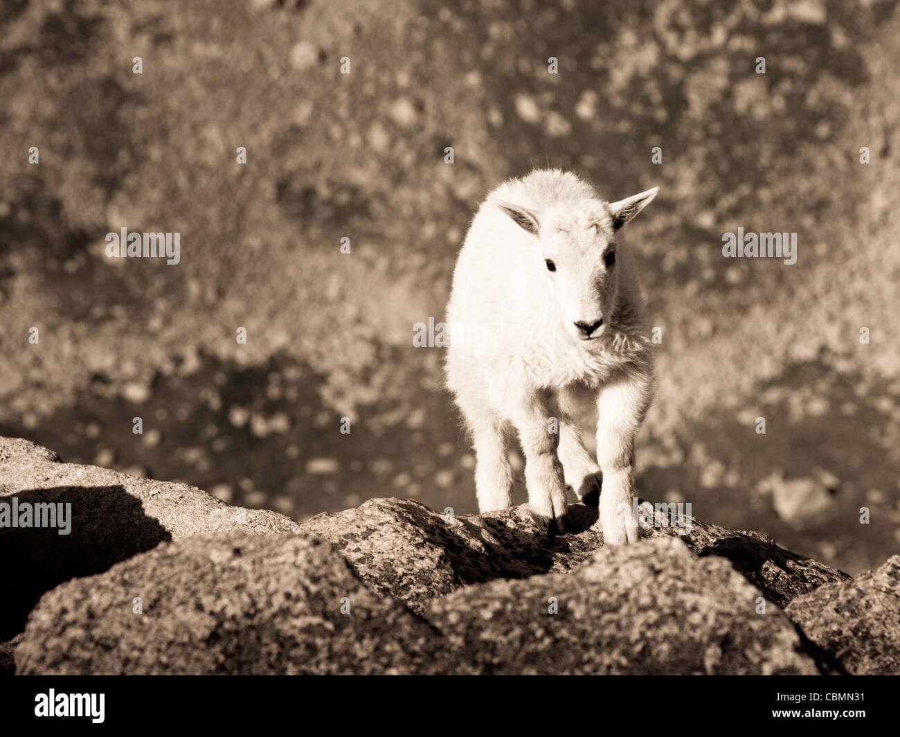 A mountian goat kid climbing the rocks Stock Photo - Alamy
