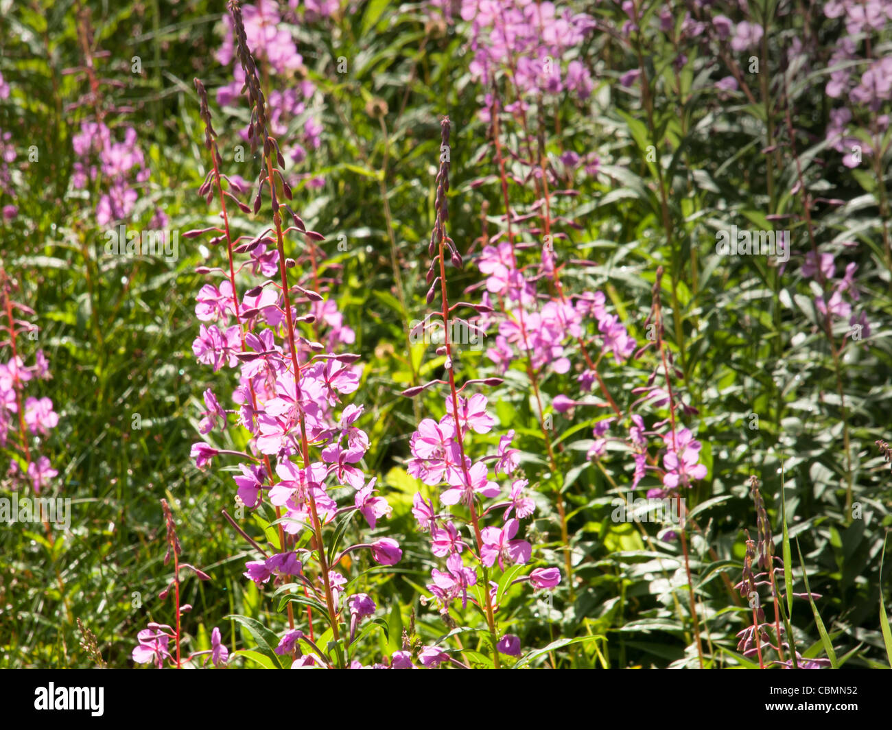 Pink Wildflower Fireweed Stock Photo - Alamy