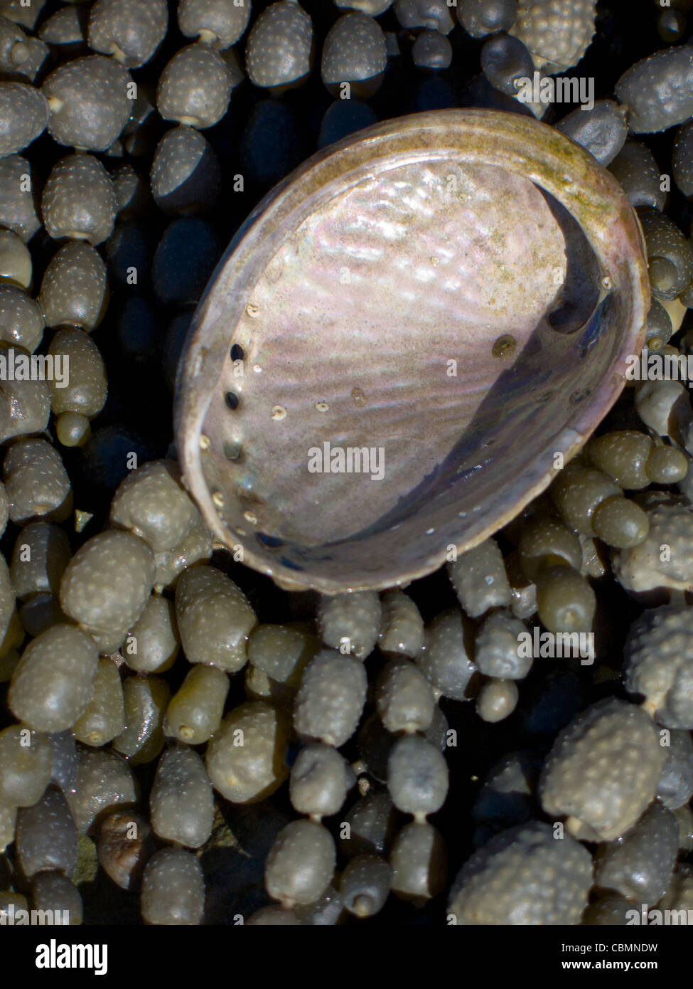 Abalone shell hi-res stock photography and images - Alamy