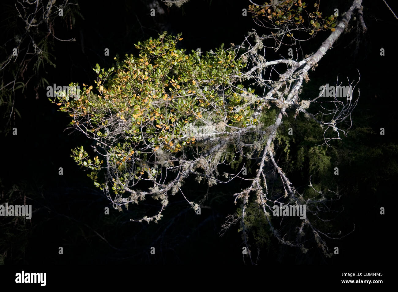 Sunlit rainforest branch Stock Photo - Alamy