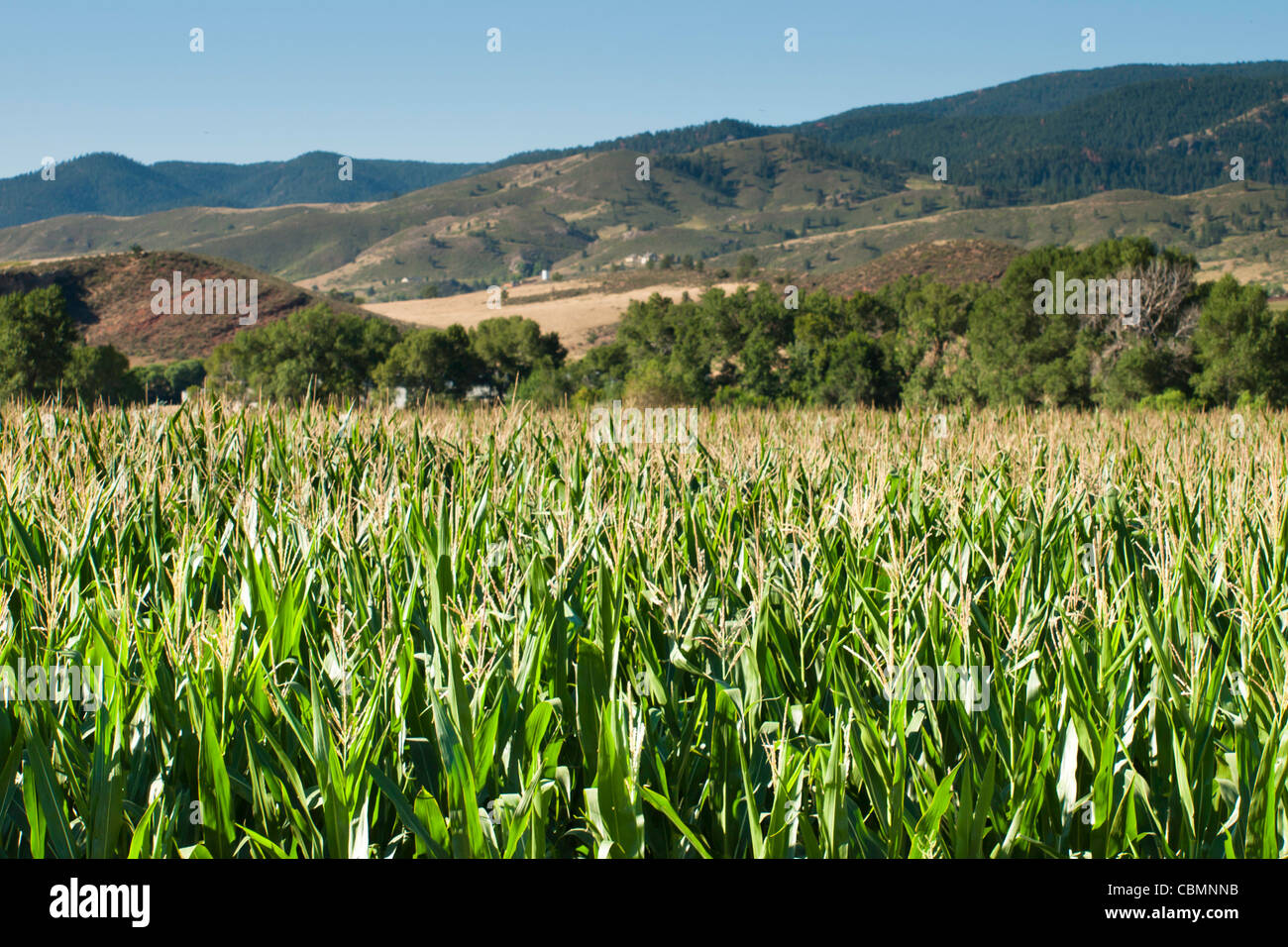 Corn field at northern Colorado Stock Photo - Alamy