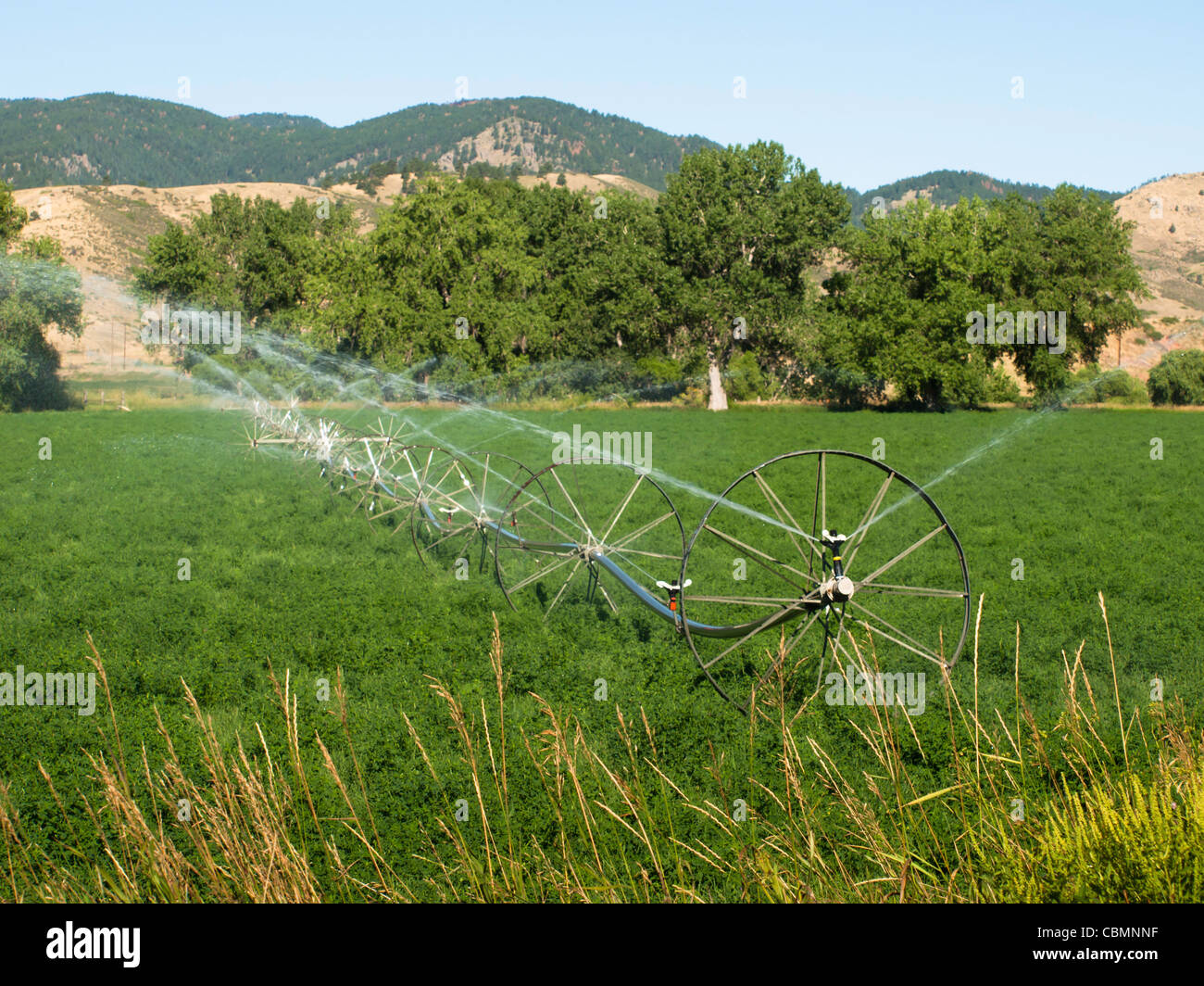 Turf farm Irrigation system on the farm field Stock Photo - Alamy