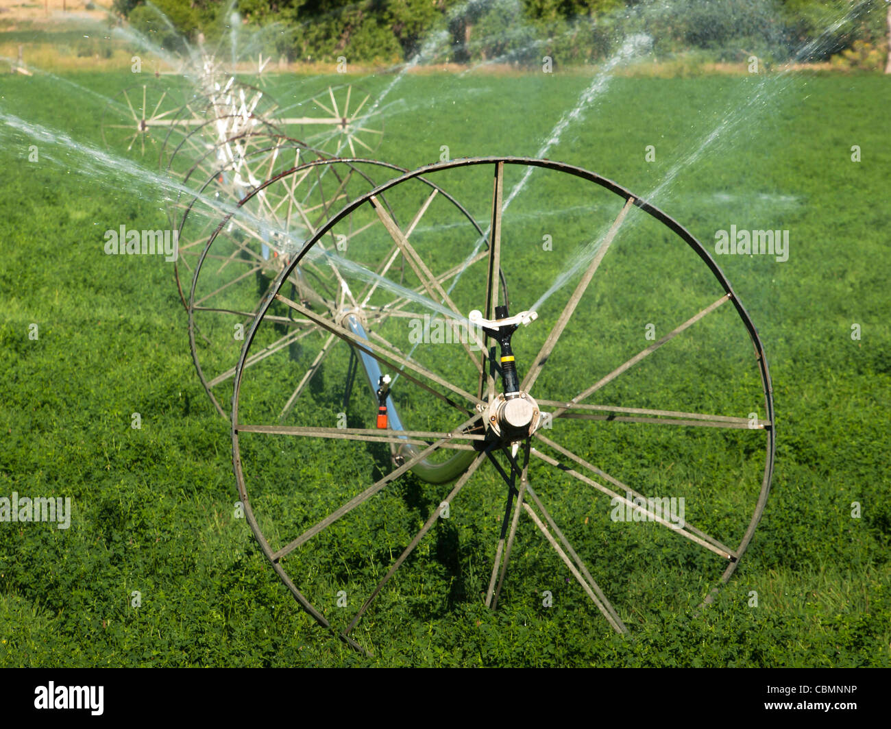 Turf farm Irrigation system on the farm field Stock Photo - Alamy