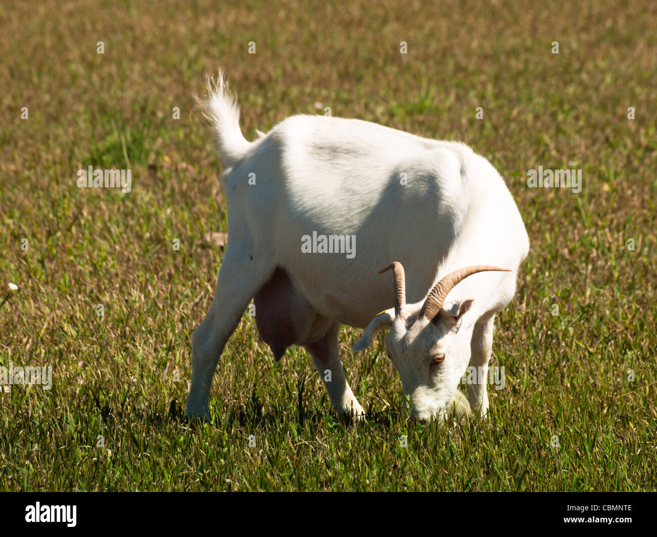 Farm goat grazing at the farm Stock Photo - Alamy