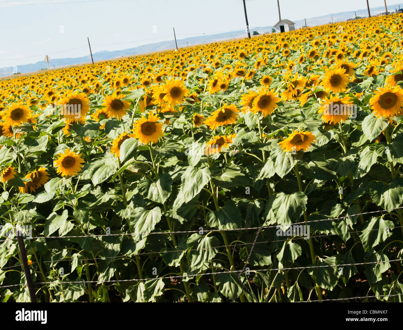 Field of sunflowers Stock Photo - Alamy