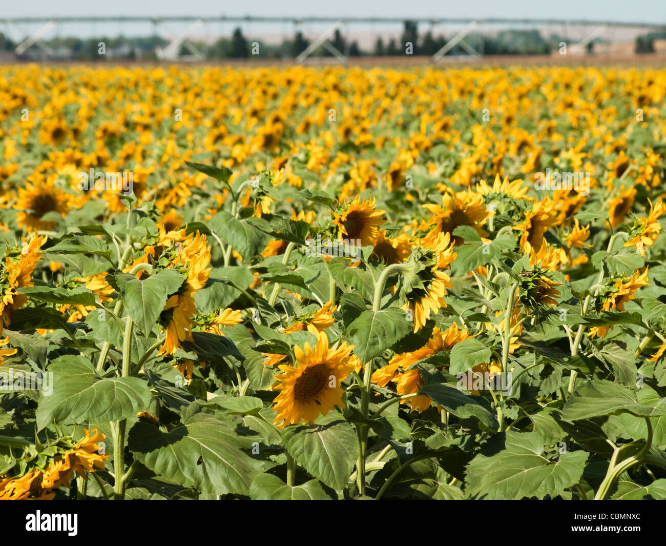 Field of sunflowers Stock Photo - Alamy