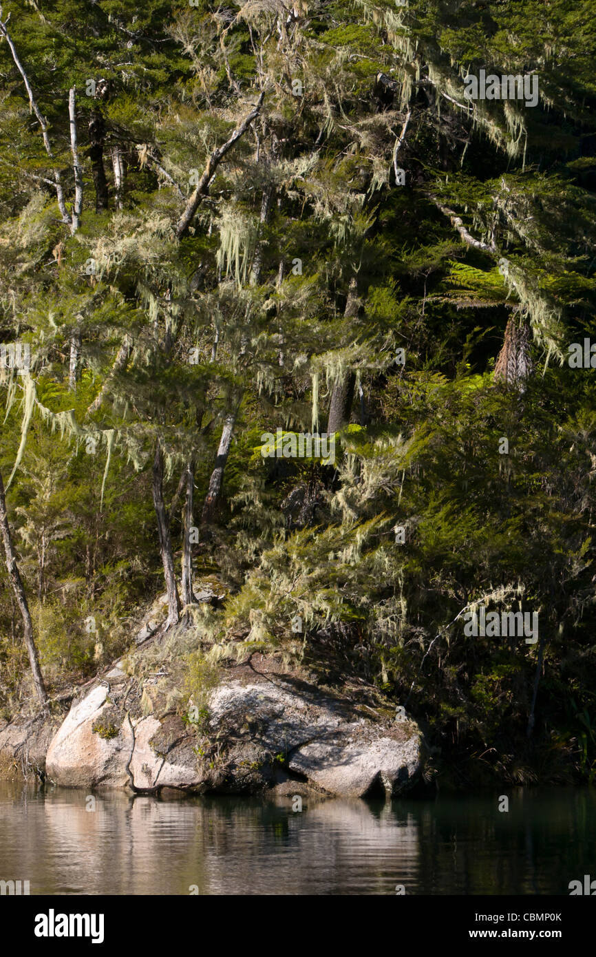 Temperate rainforest next to a calm river Stock Photo - Alamy