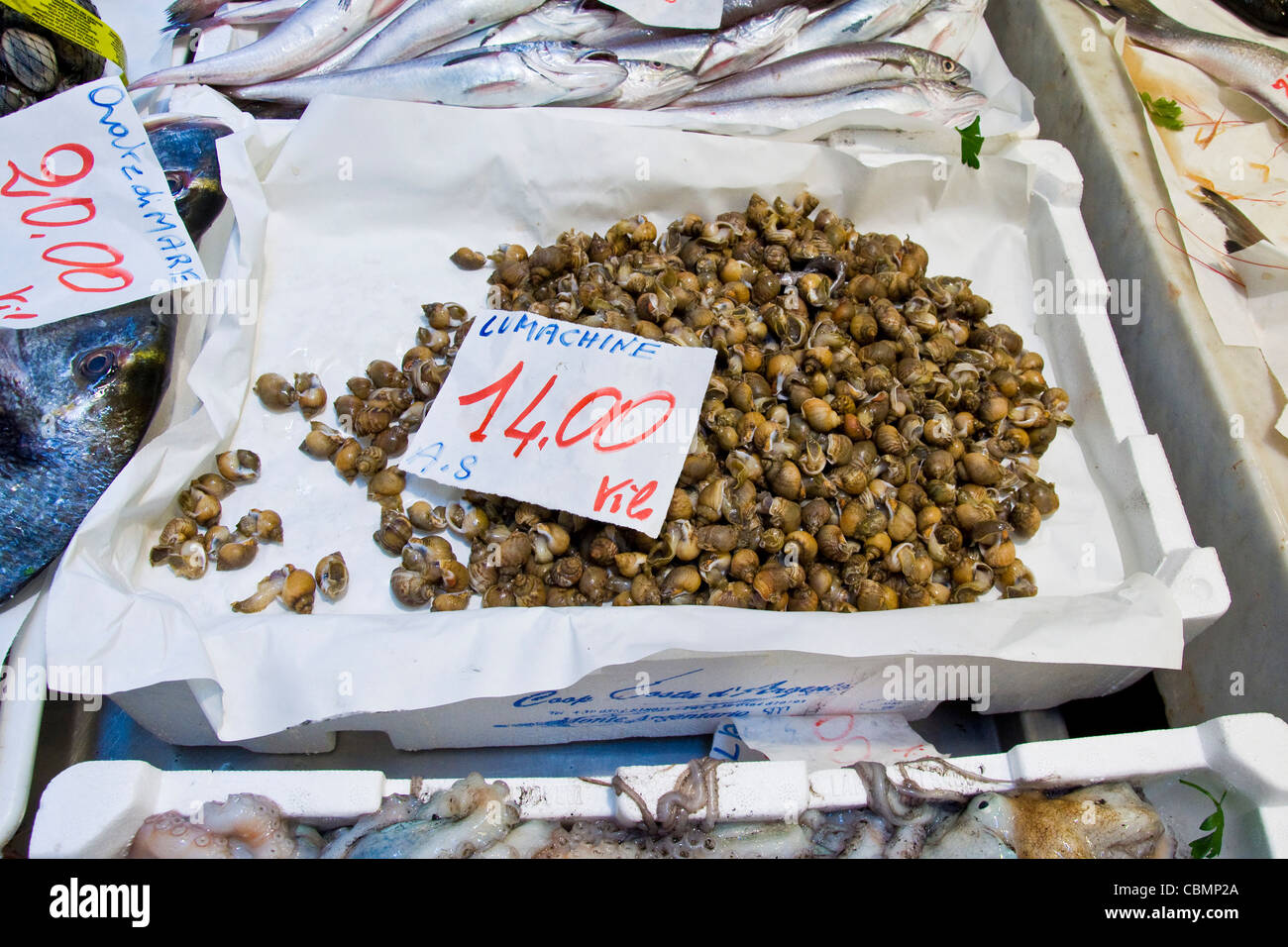 Sea snails, Fish market, Genoa, Liguria, Italy Stock Photo - Alamy