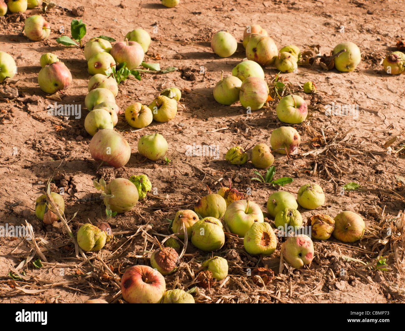 Rotten apples on the ground Stock Photo - Alamy