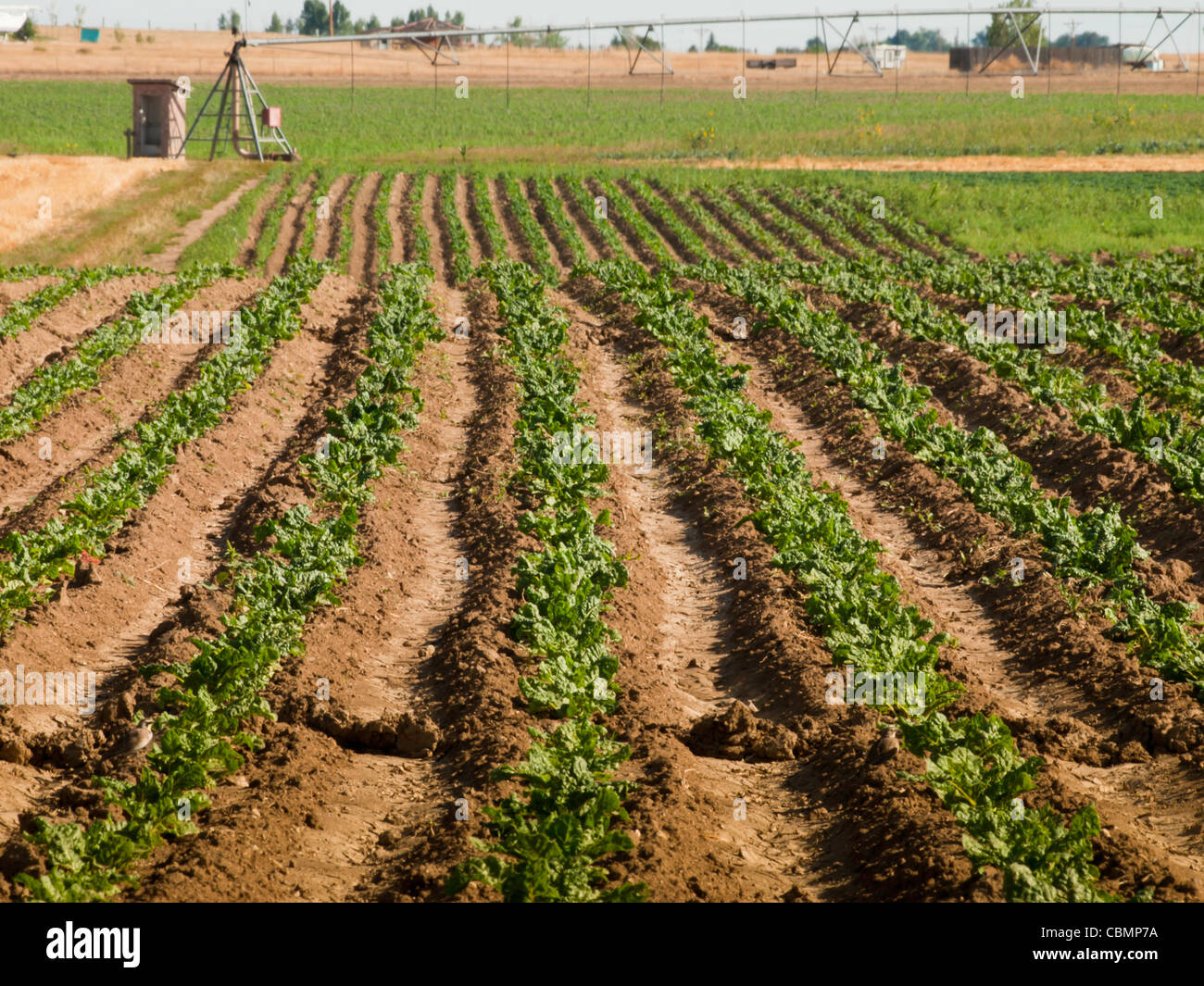 Field of beets Stock Photo - Alamy