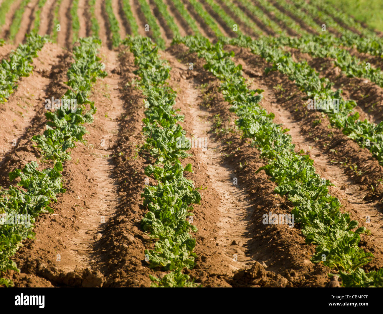 Field of beets Stock Photo - Alamy