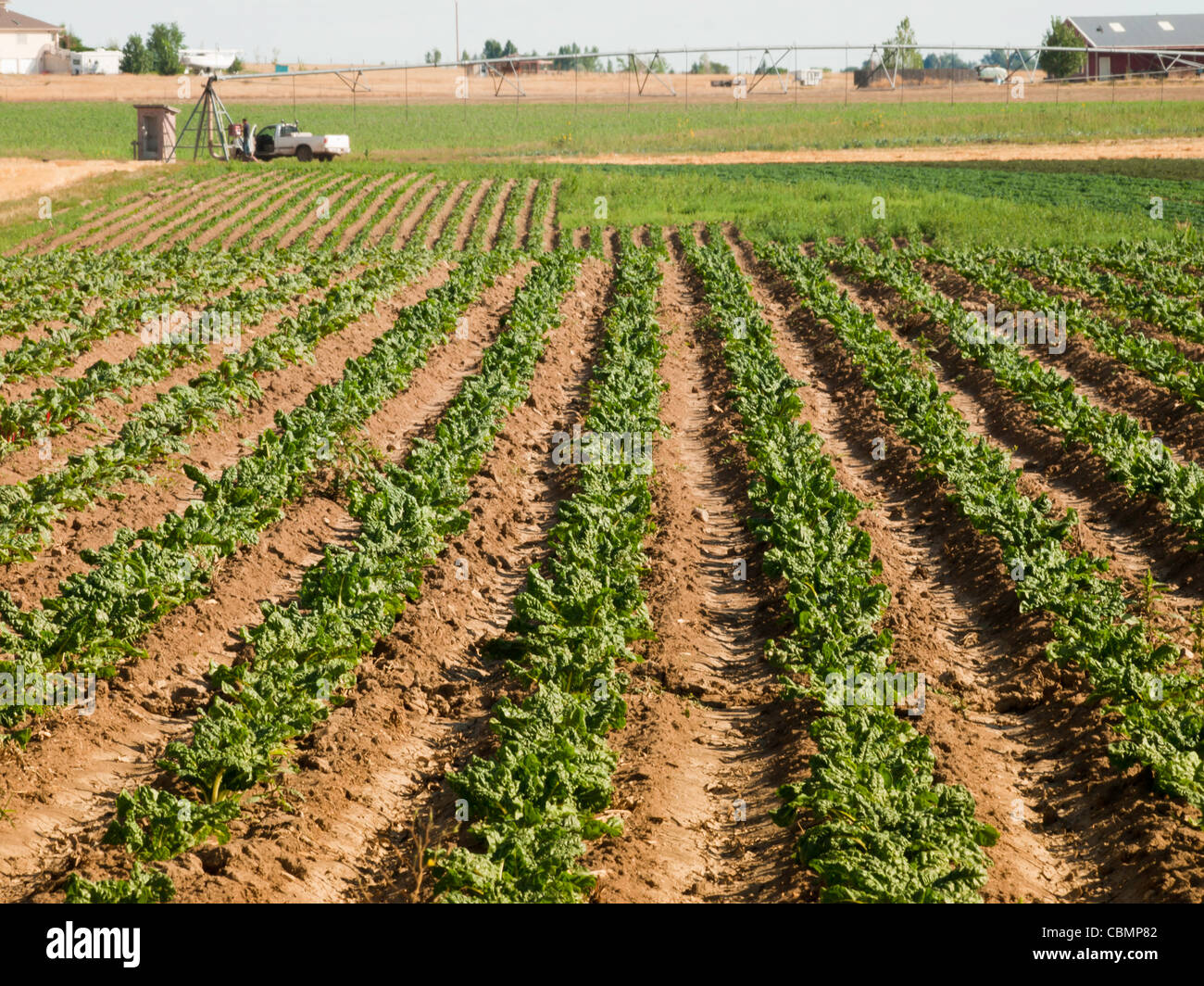 Field of beets Stock Photo - Alamy