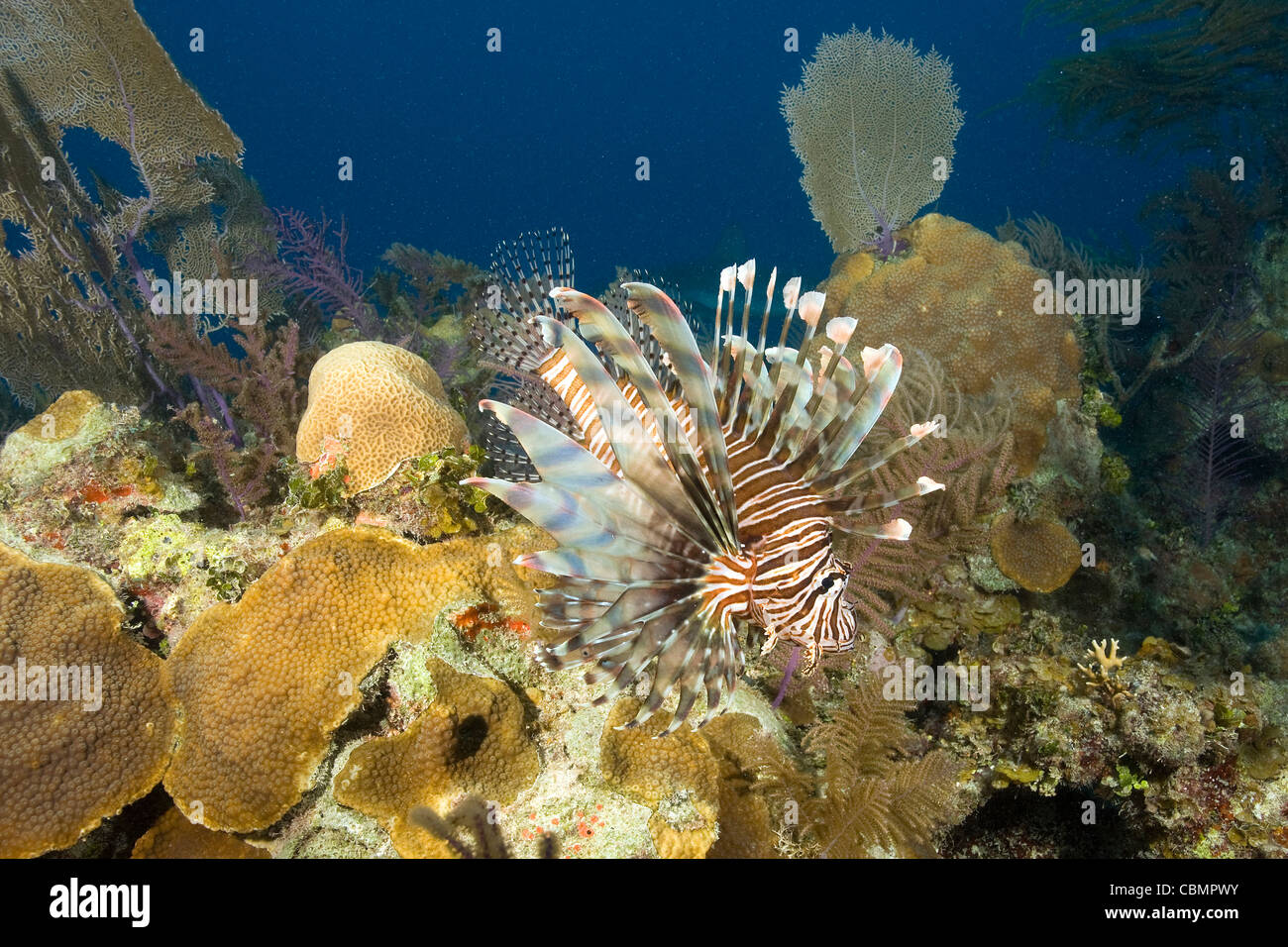 Indo pacific lionfish caribbean hi-res stock photography and images - Alamy