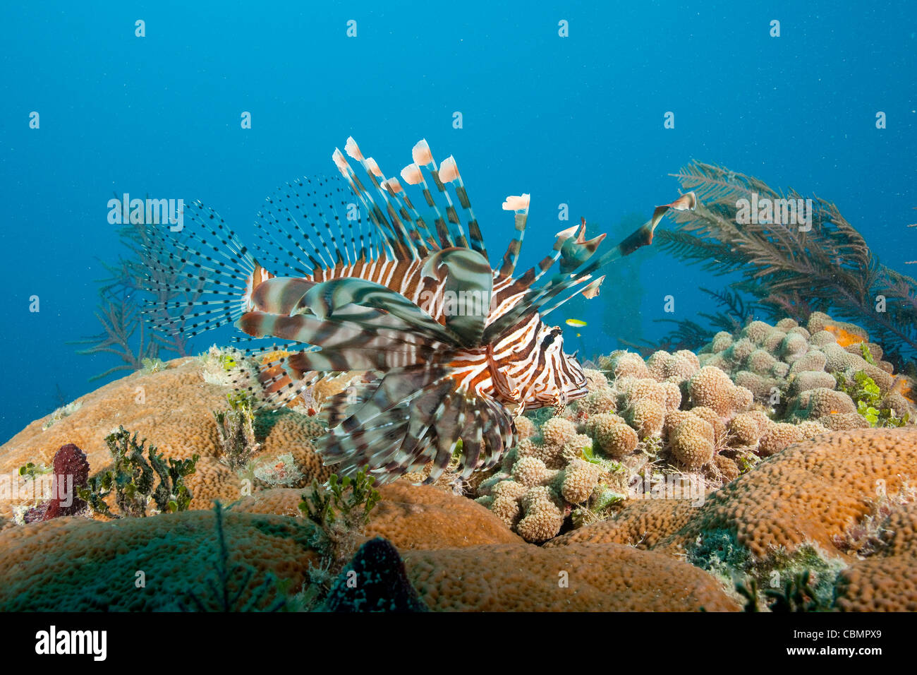 Indo Pacific Coral Reefs High Resolution Stock Photography and Images ...