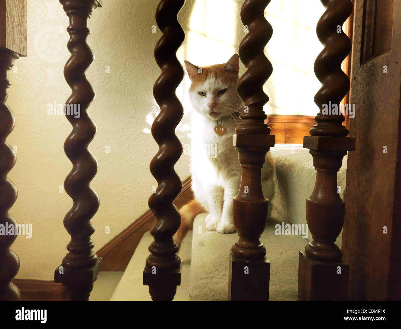 White And Ginger Tom Cat Looking Through Banisters On Stairs Stock ...