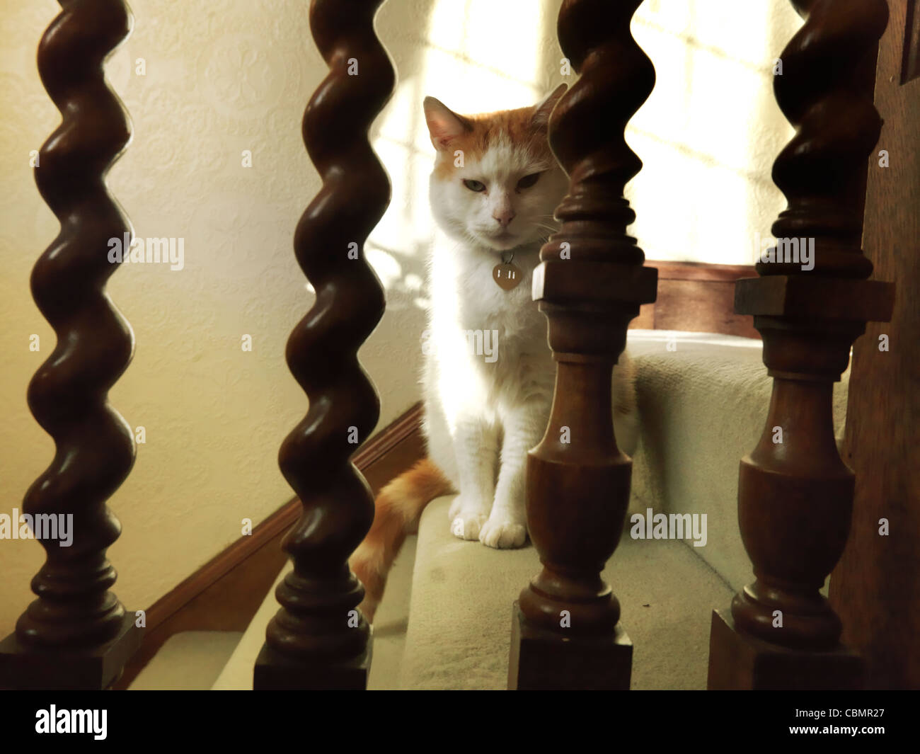White And Ginger Tom Cat Looking Through Banisters On Stairs Stock ...