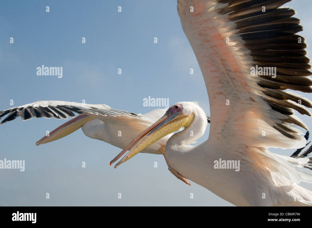 Two pelicans flying hi-res stock photography and images - Alamy