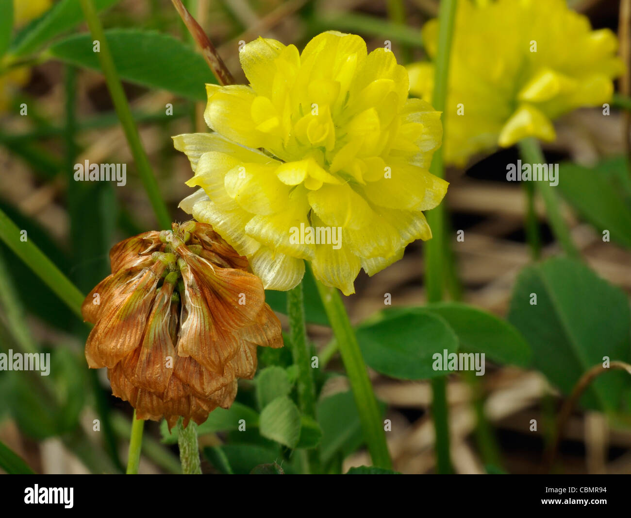 Hop Trefoil - Trifolium campestre Stock Photo - Alamy