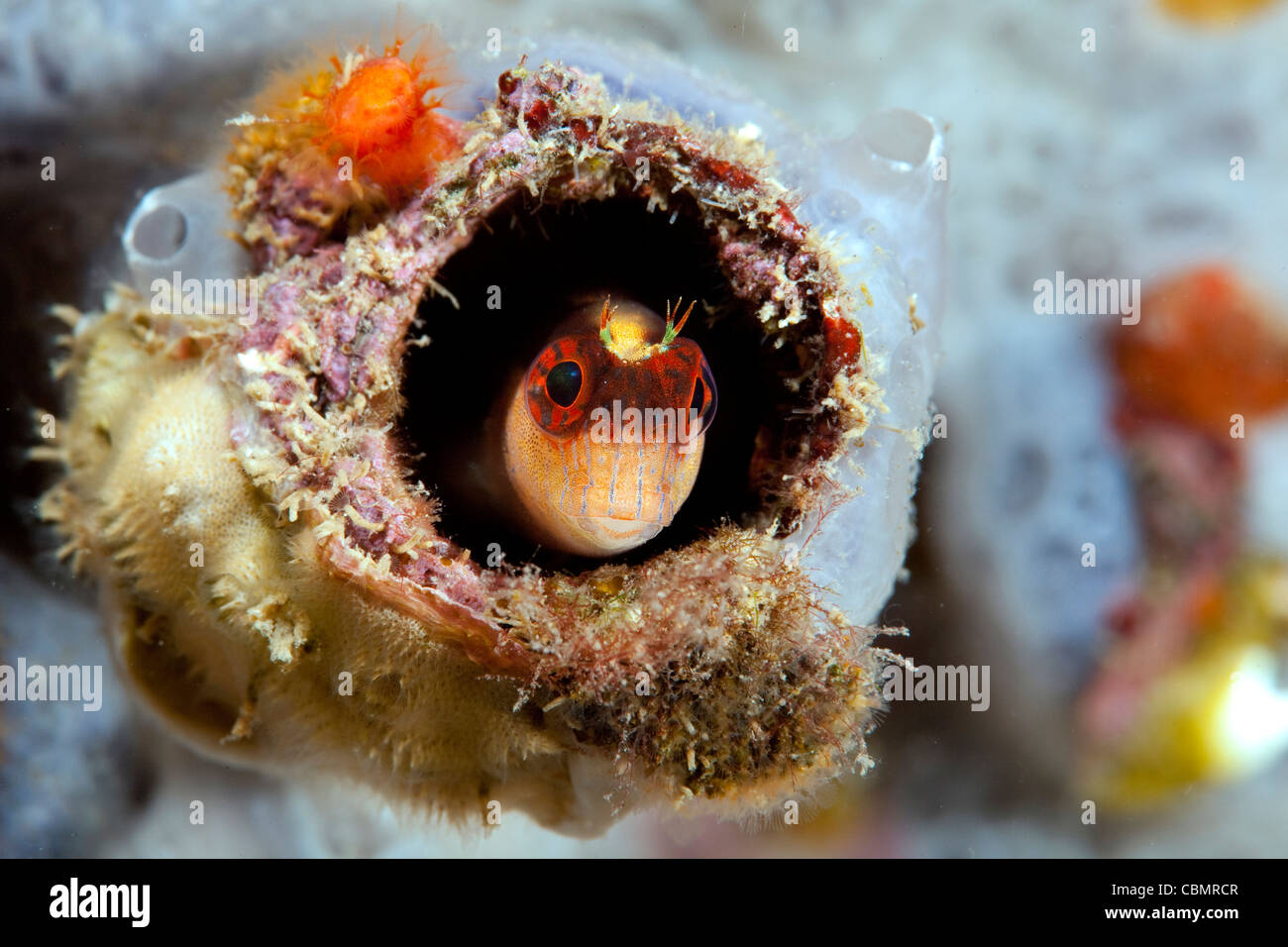 Curious striped blenny parablennius rouxi hi-res stock photography and ...