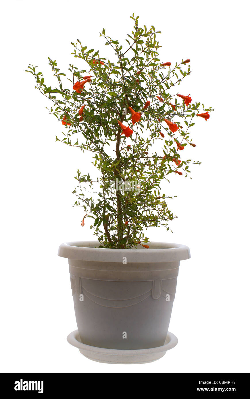 Pomegranate tree pot High Resolution Stock Photography and Images - Alamy