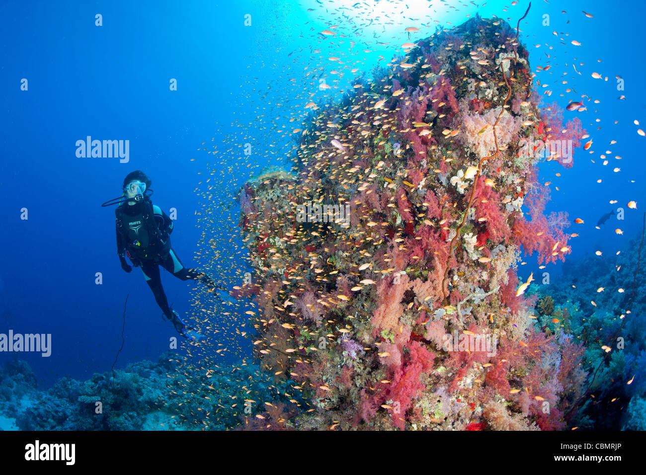 Scuba diver coral reef fish underwater hi-res stock photography and ...