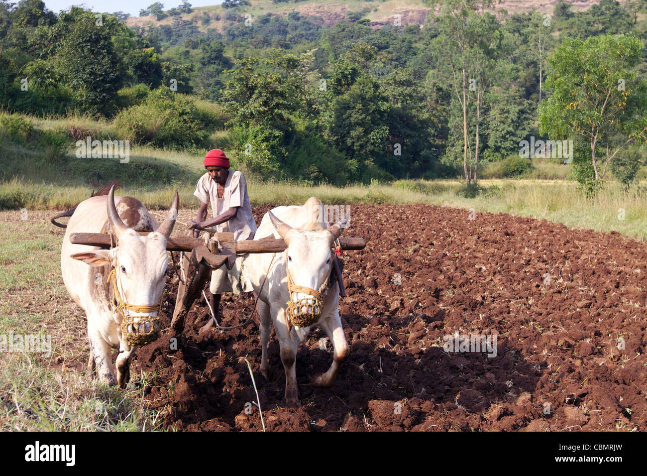 Ploughing with cows hi-res stock photography and images - Alamy