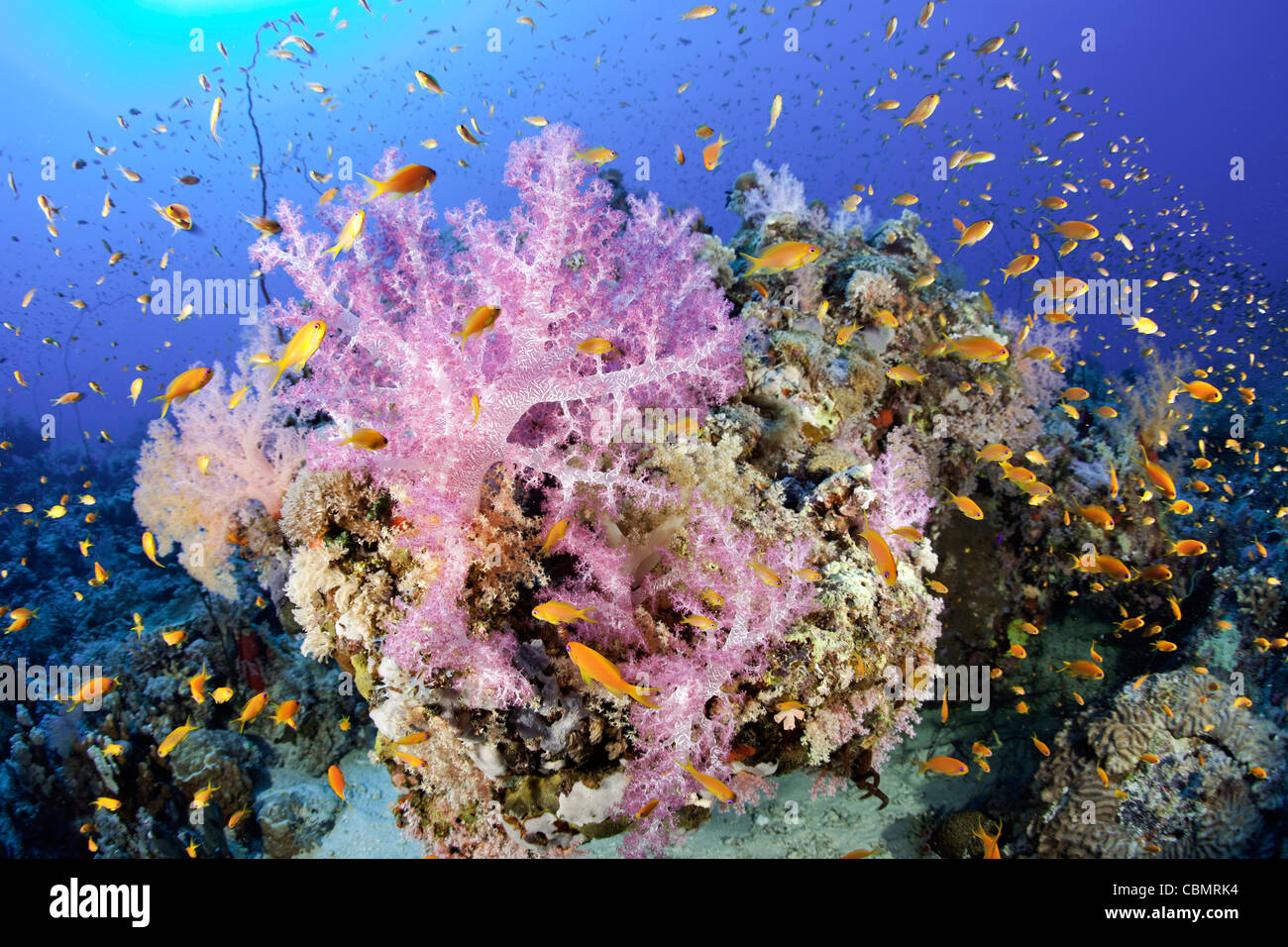 Coral reef with coloured soft corals hi-res stock photography and ...