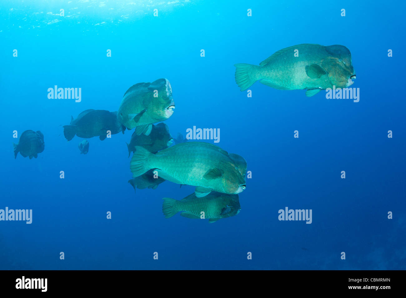 Shoal of Humphead Parrotfish, Bolbometopon muricatum, Shaab Rumi, Red ...