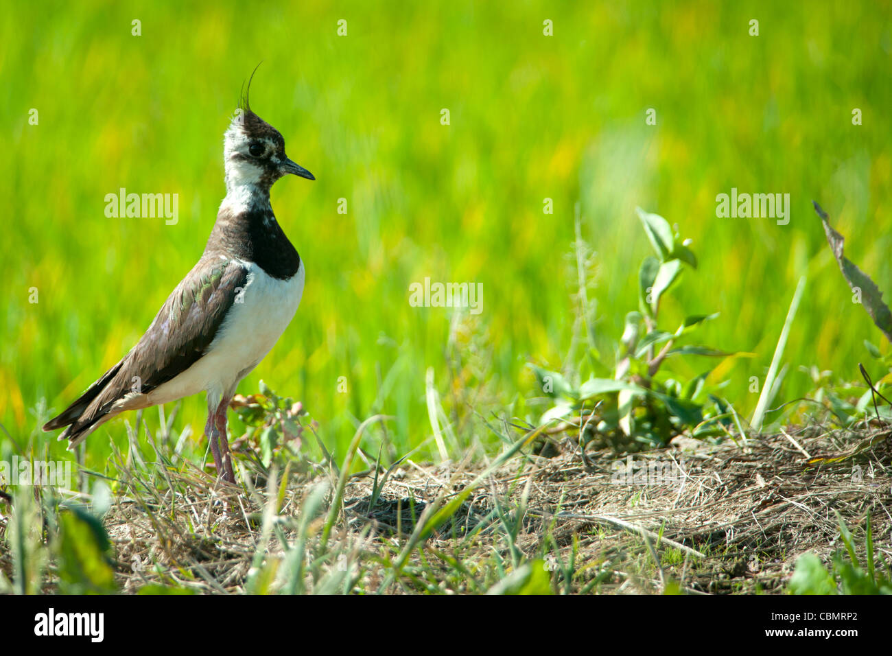 Lapwing flowers hi-res stock photography and images - Alamy
