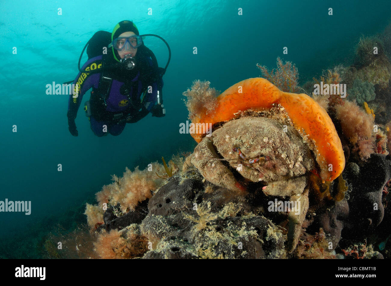 Sponge carry crab hi-res stock photography and images - Alamy