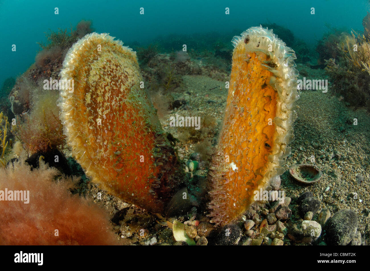 Big Pen Shell, Pinna nobilis, Piran, Adriatic Sea, Slovenia Stock Photo ...