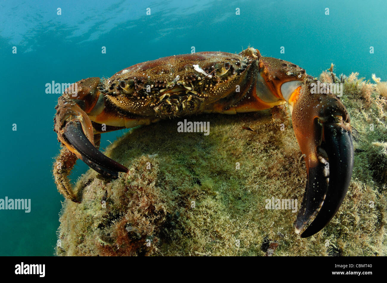 Convex warty crab eriphia verrucosa hi-res stock photography and images ...