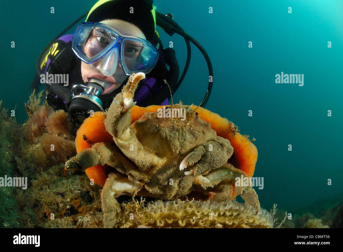 Sponge Carry Crab High Resolution Stock Photography and Images - Alamy