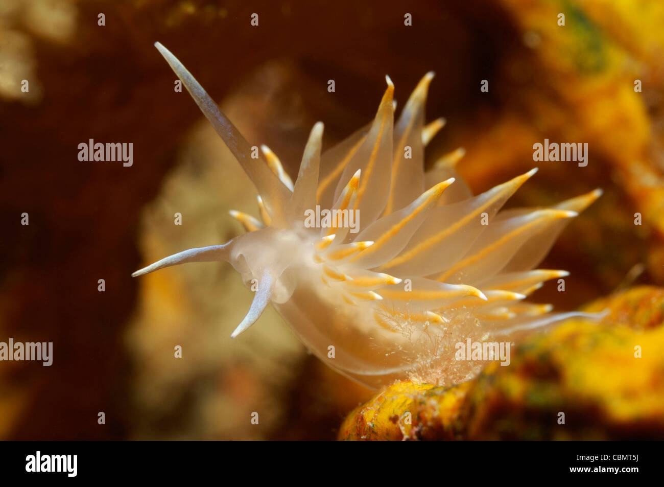 Yellow Sea Slug, Eubranchus tricolor, Piran, Adriatic Sea, Slovenia ...