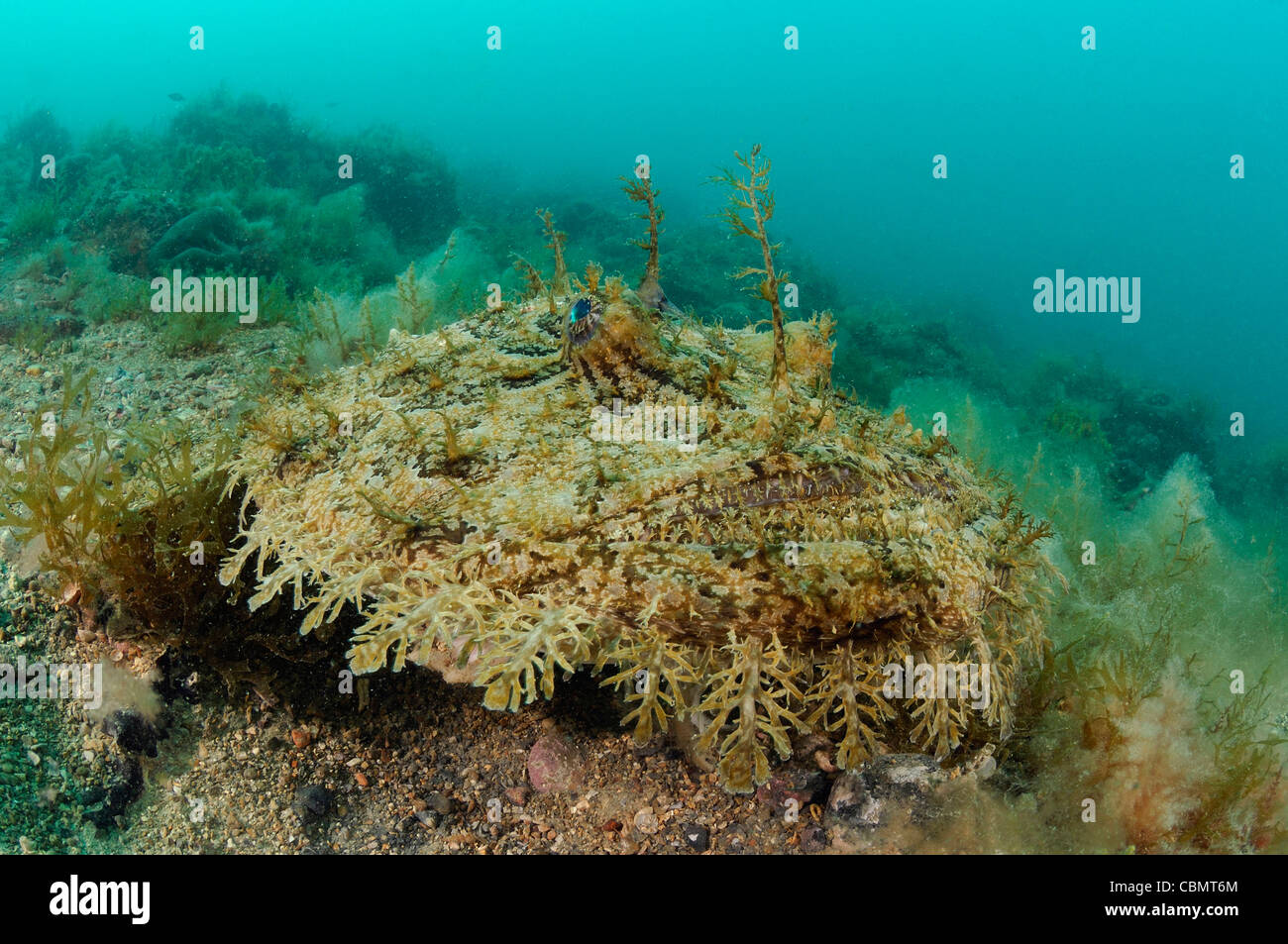 Monkfish, Long-spined Anglerfish, Lophius piscatorius, Piran, Adriatic ...