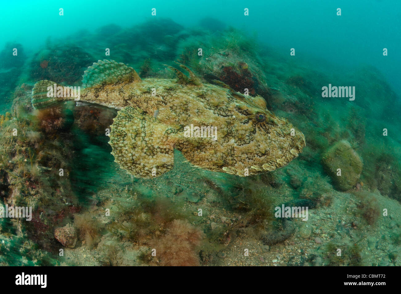 Monkfish, Long-spined Anglerfish, Lophius piscatorius, Piran, Adriatic ...