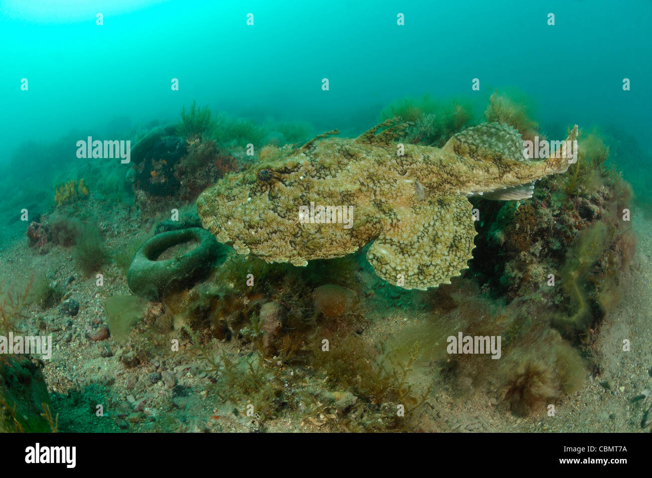 Monkfish, Long-spined Anglerfish, Lophius piscatorius, Piran, Adriatic ...